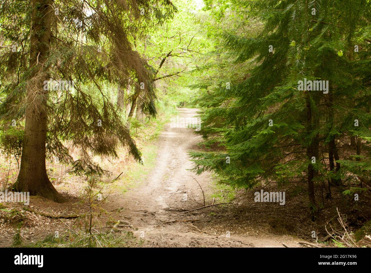 Linwood New Forest Stock Photo - Alamy