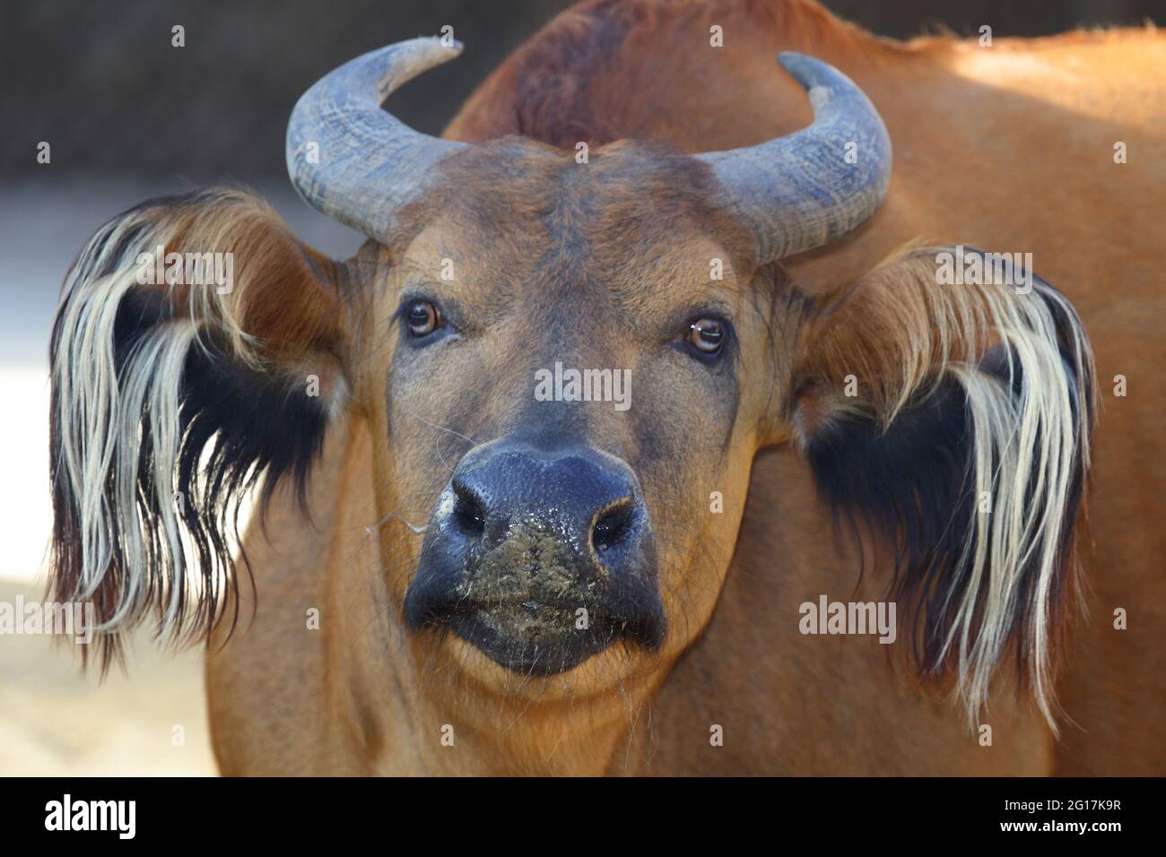Rotbüffel / African forest buffalo / Syncerus caffer nanus Stock Photo ...