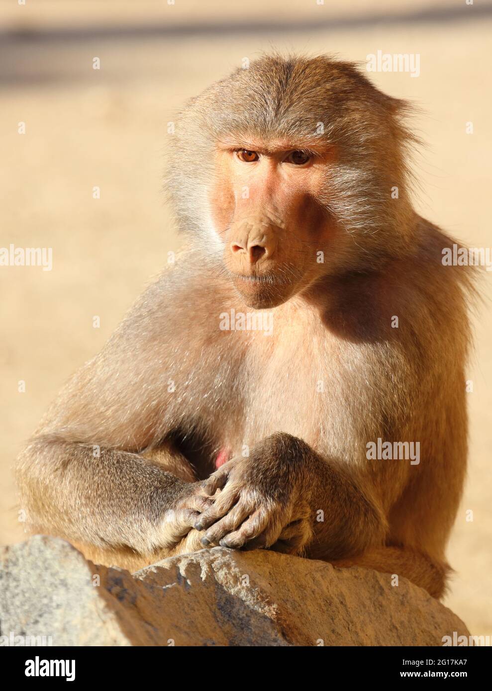 Mantelpavian / Hamadryas baboon / Papio hamadryas Stock Photo - Alamy