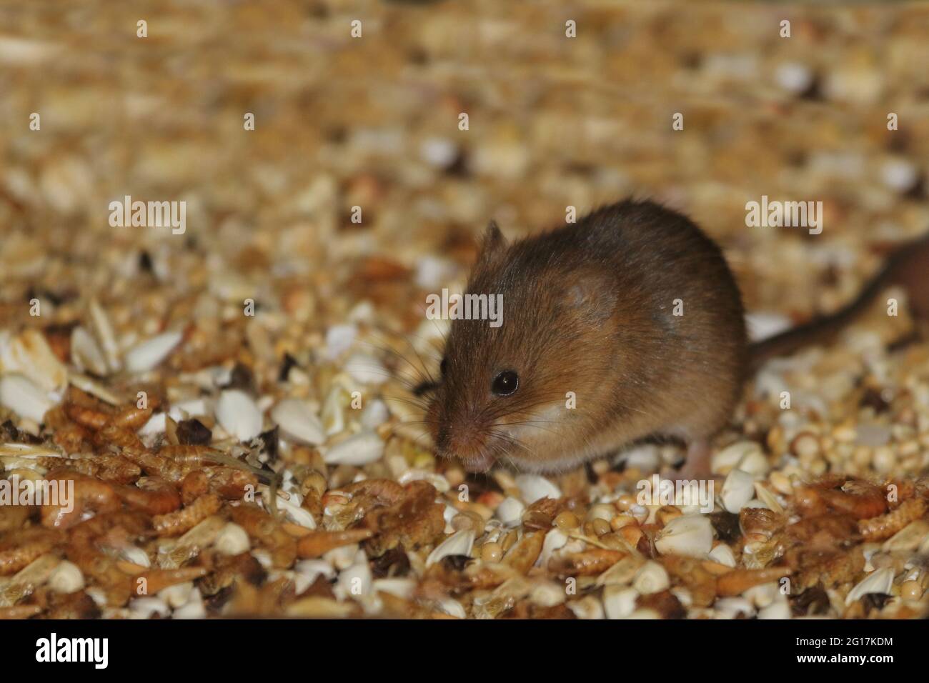 Eurasische Zwergmaus / Eurasian harvest mouse / Micromys minutus Stock ...