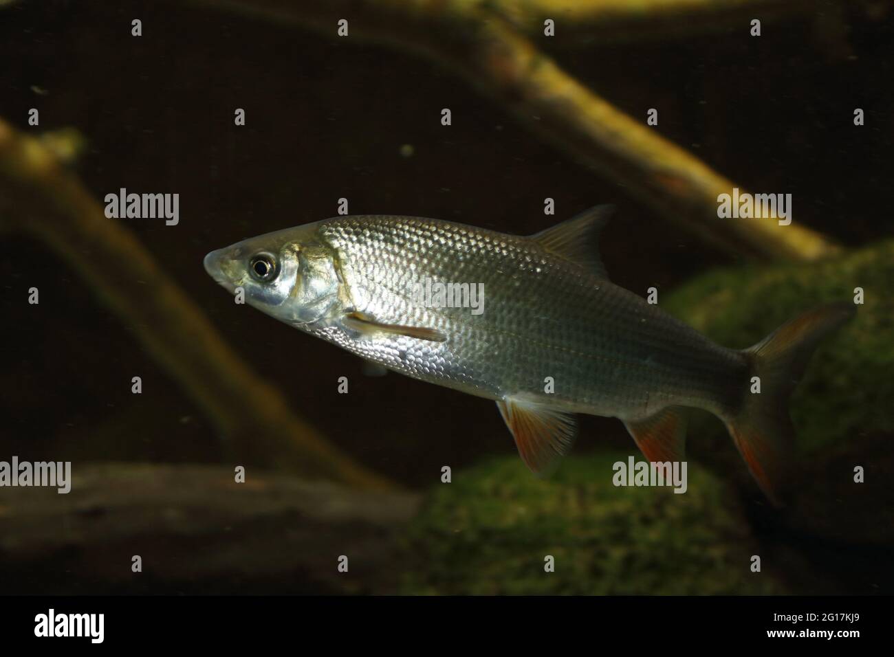 Rotfeder oder Unechtes Rotauge / Common rudd / Scardinius ...