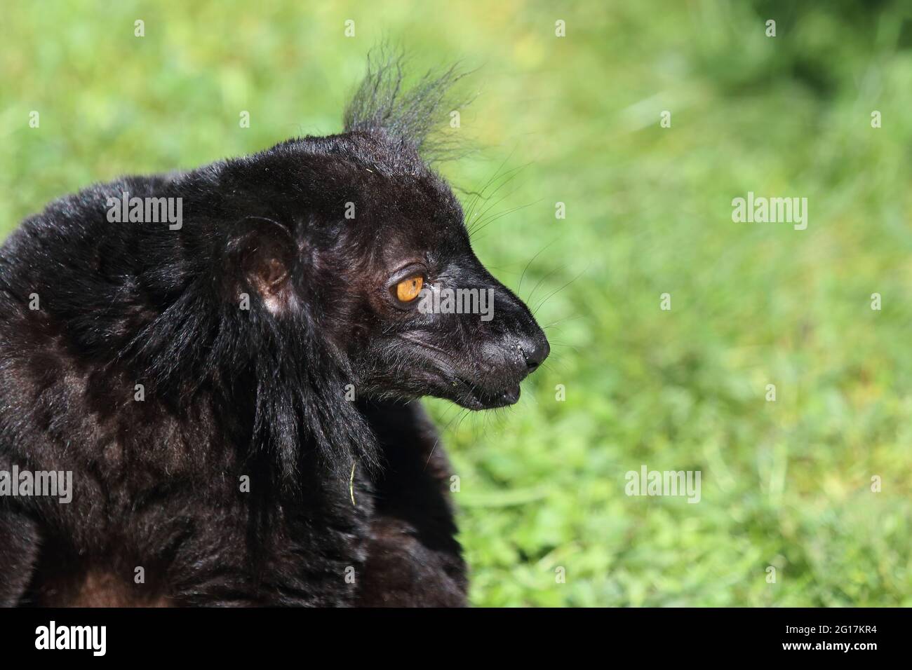 Maki affe hi-res stock photography and images - Alamy