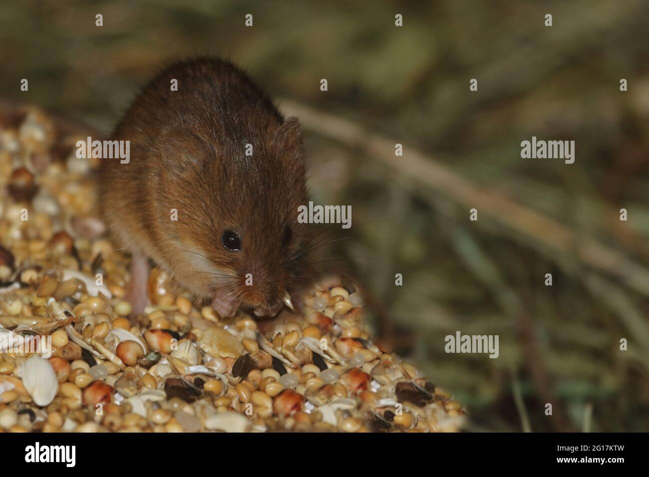 Eurasische Zwergmaus / Eurasian harvest mouse / Micromys minutus Stock ...