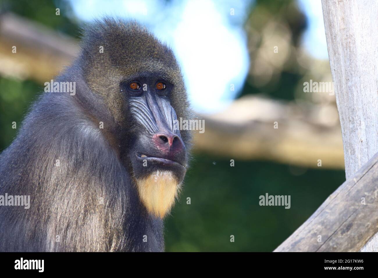 Mandrill affe hi-res stock photography and images - Alamy