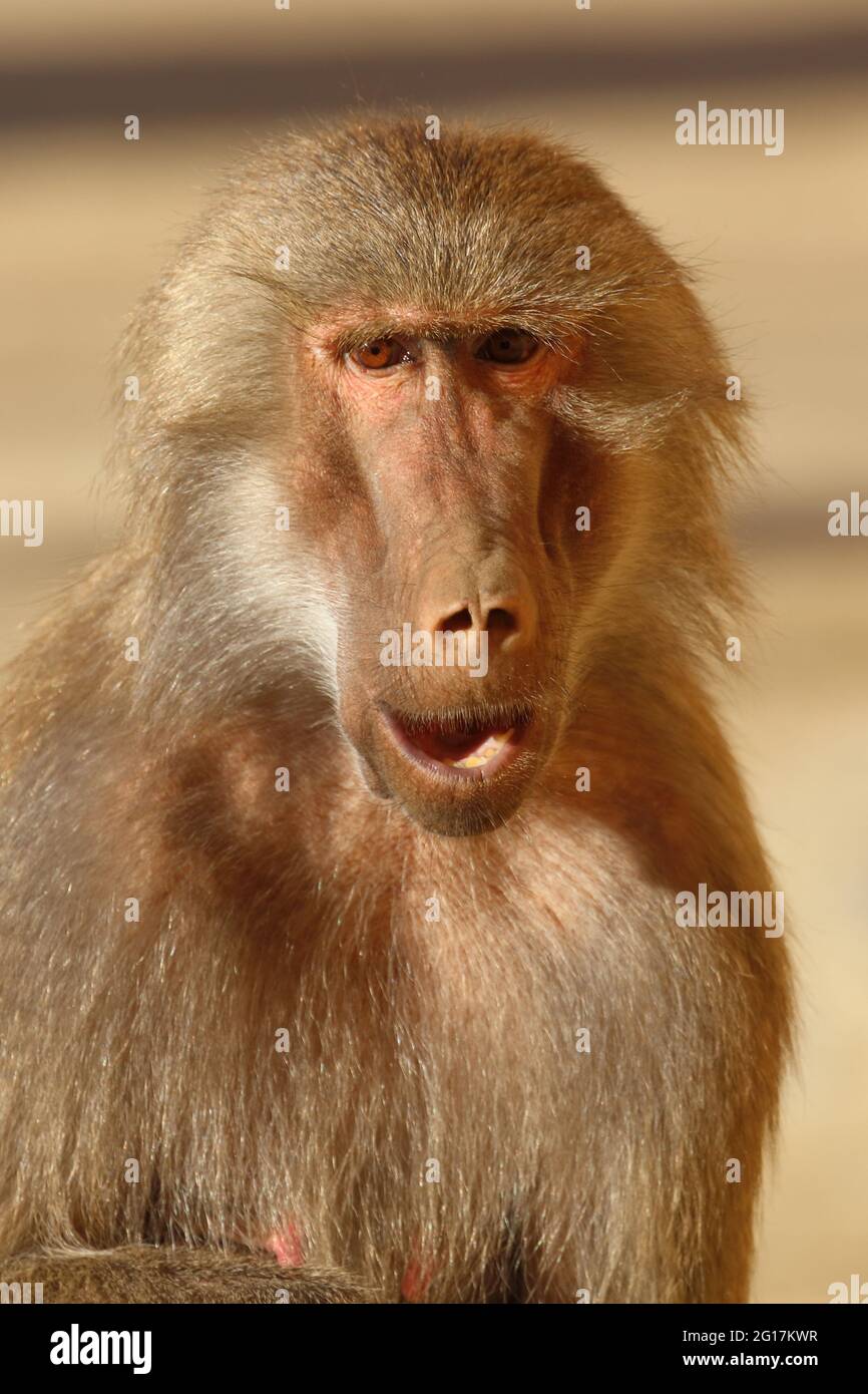 Mantelpavian / Hamadryas baboon / Papio hamadryas Stock Photo - Alamy