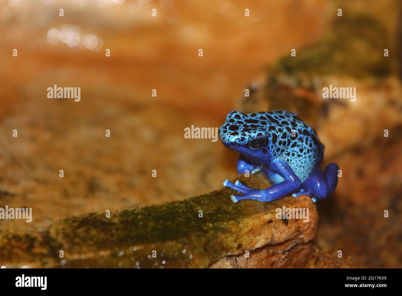 Baby Blue Poison Dart Frog