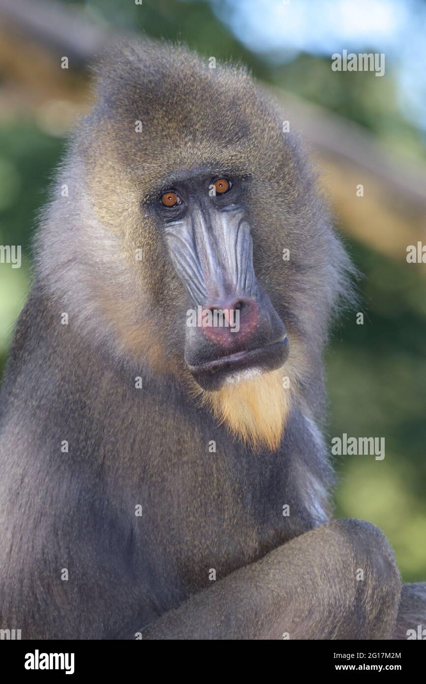 Mandrill / Mandrill / Mandrillus sphinx Stock Photo - Alamy