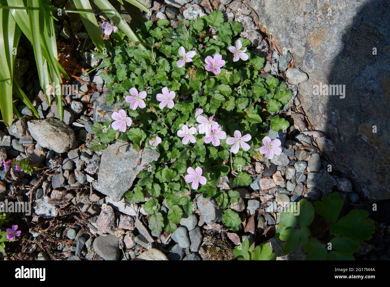 Spreading Phlox (Phlox diffusa) growing in a rock garden Stock Photo ...