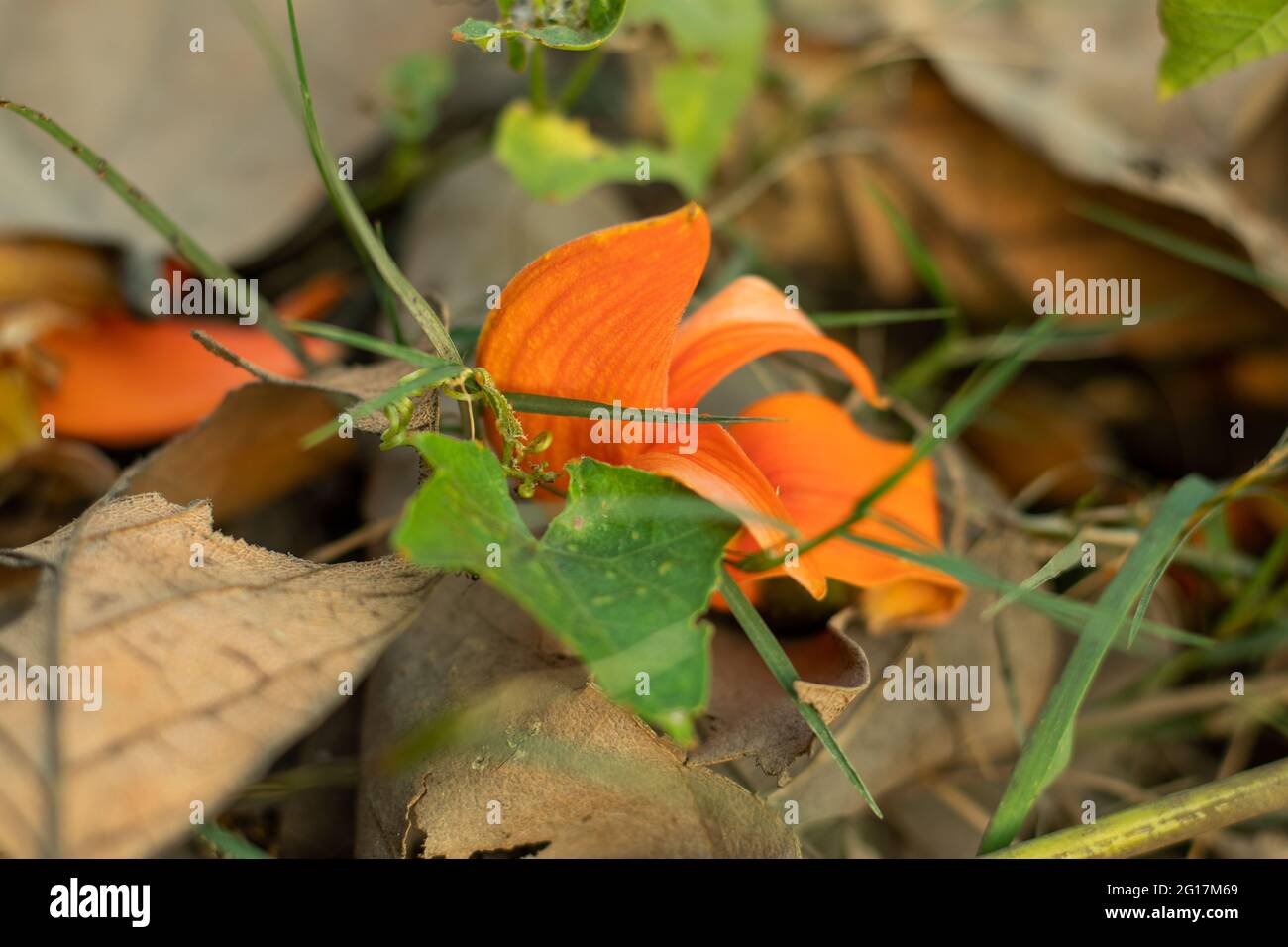 Bengal Kino flowers between dry grass and green leaves Parasa flower is ...