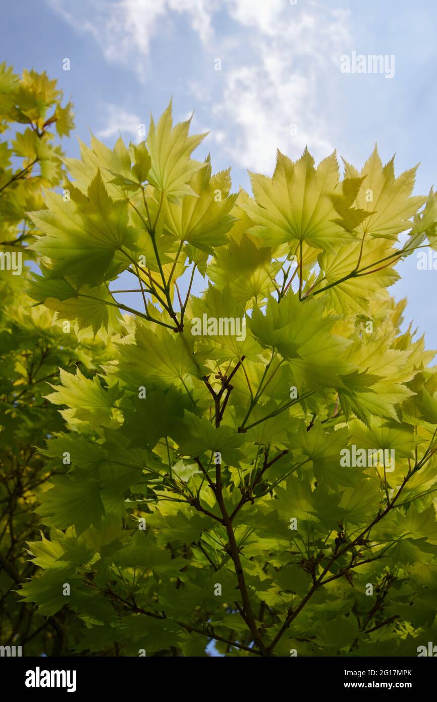 Vine Maple or Oregon Vine Maple, (Acer circinatum) against the blue ...