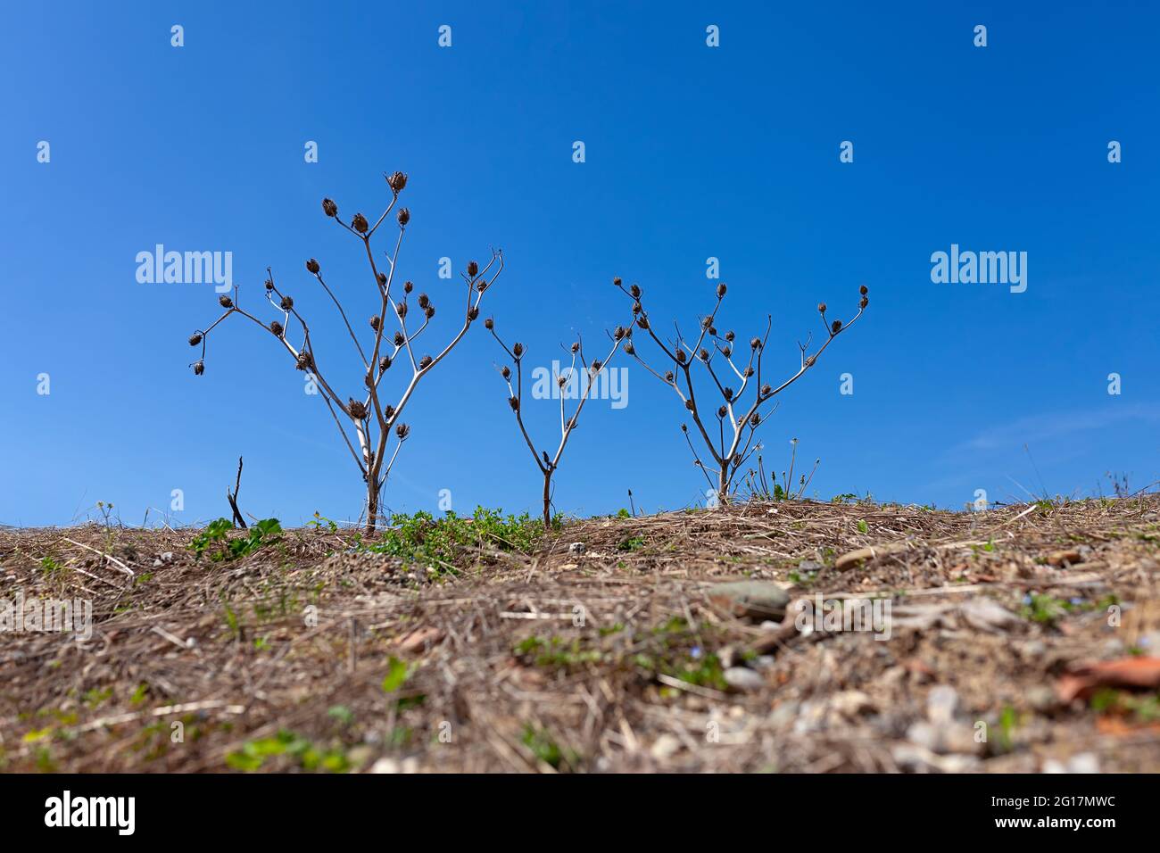 Barren landscape, hill covered in dry dirt and three lonely sparse ...