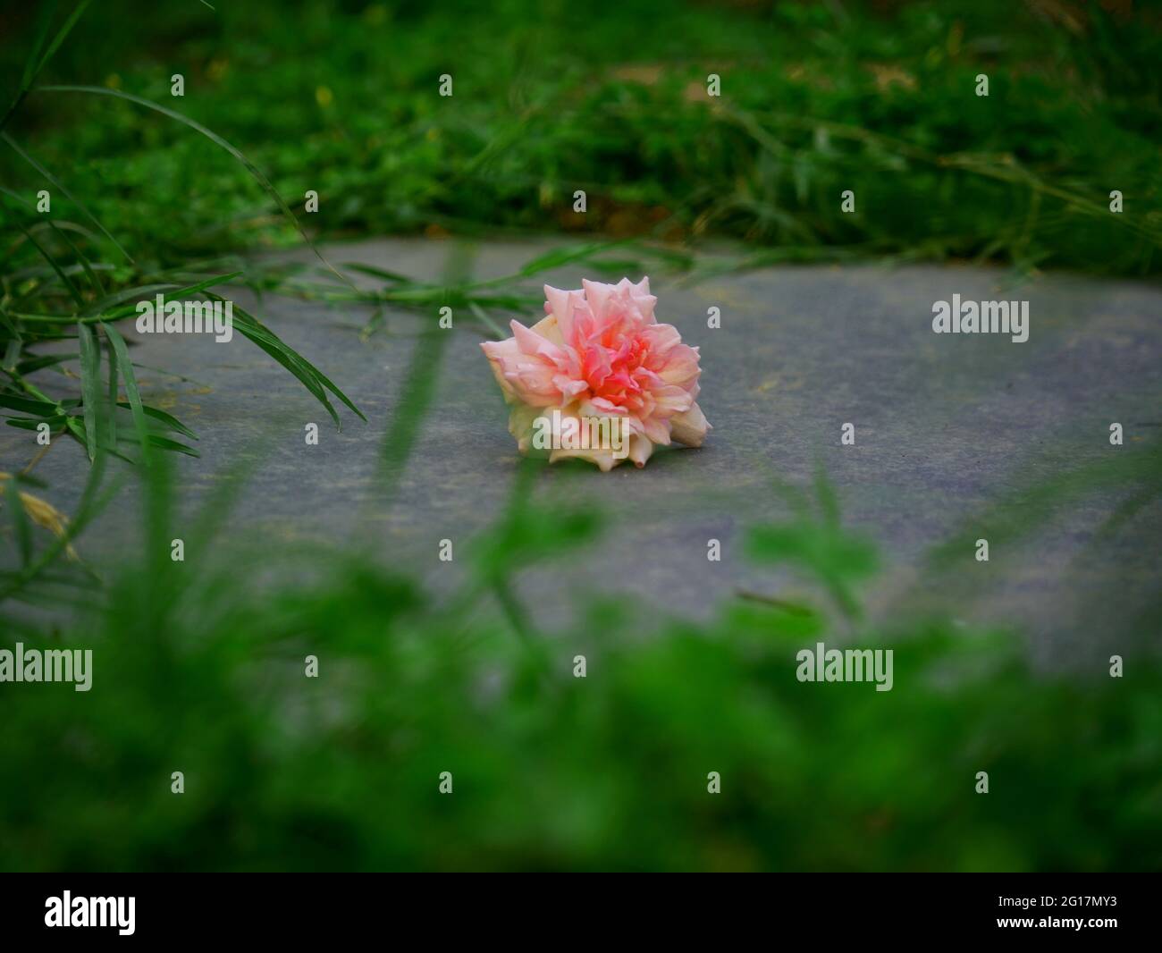 Isolated pink centered rose flower in green grass blur background Stock ...