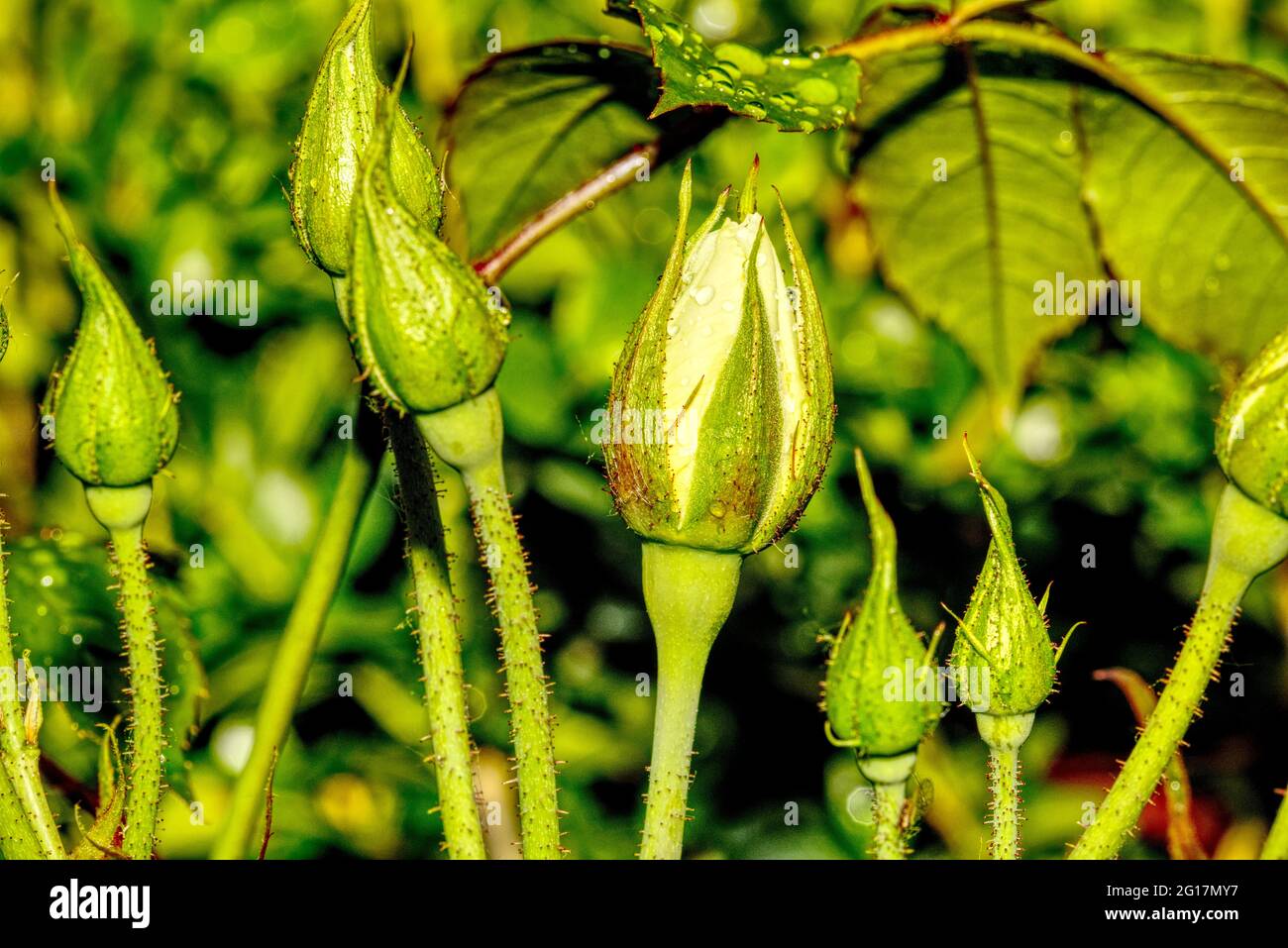 Young flower heads hi-res stock photography and images - Alamy
