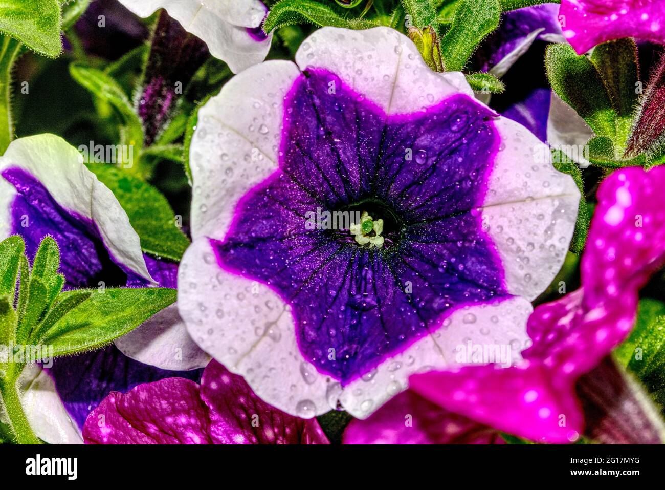 Petunia flower hi-res stock photography and images - Alamy