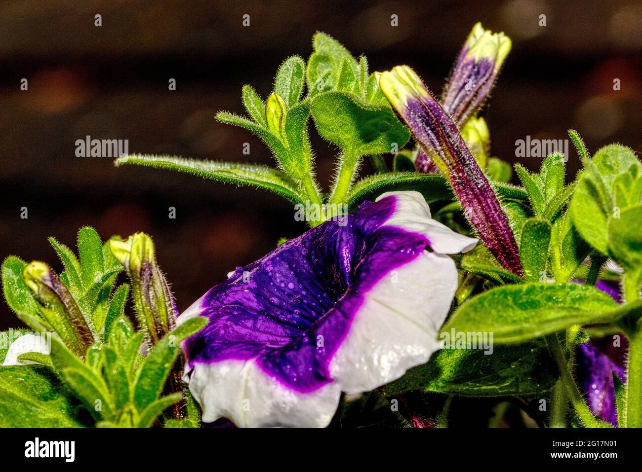 Petunia flower up close hi-res stock photography and images - Alamy