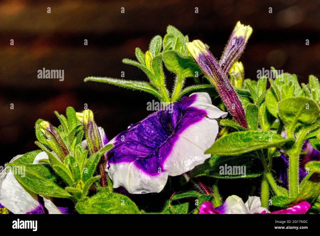 Petunia flower up close hi-res stock photography and images - Alamy