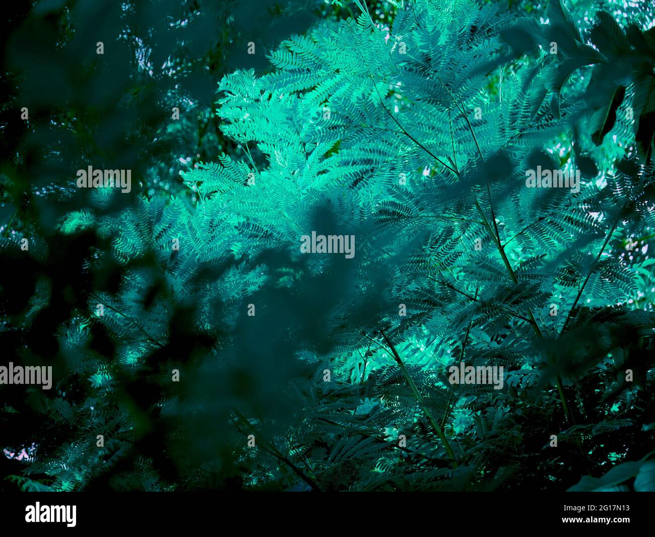 turquoise color grading natural leaves plant image for commercial shot ...