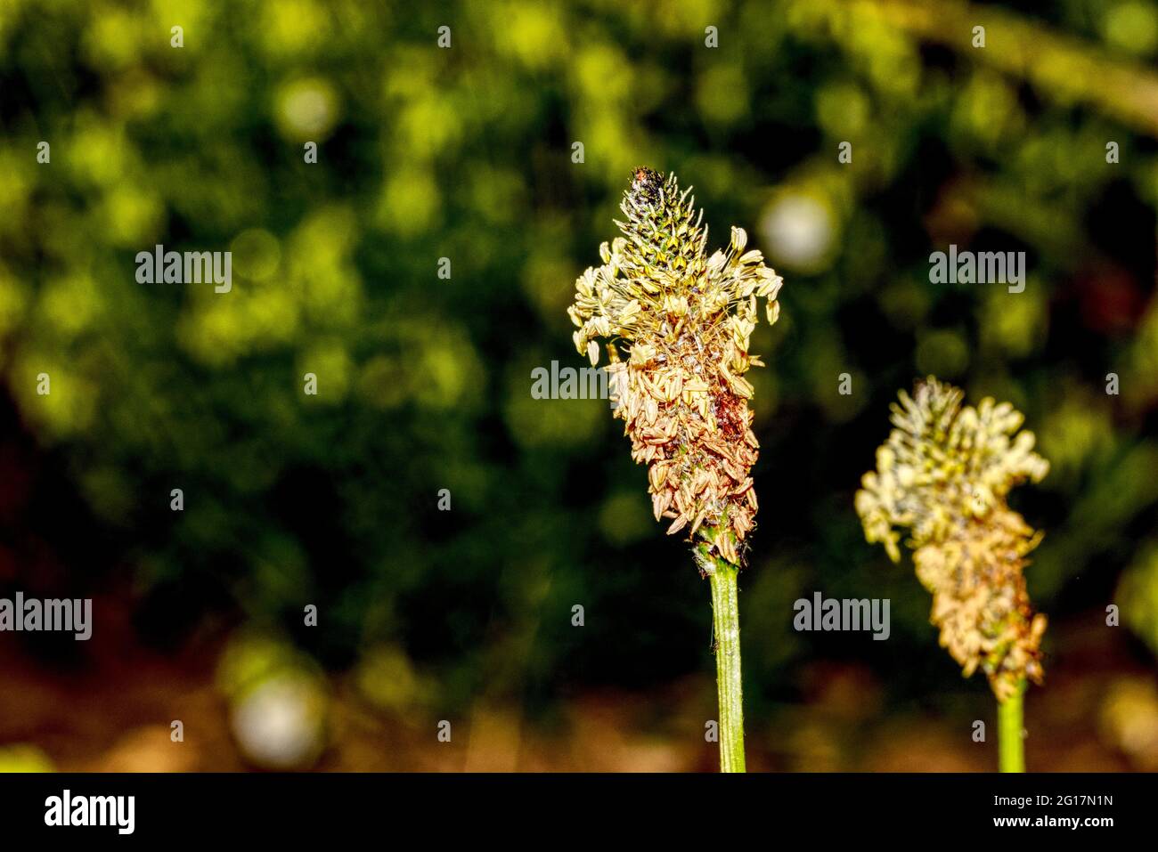 Small burnet hi-res stock photography and images - Alamy