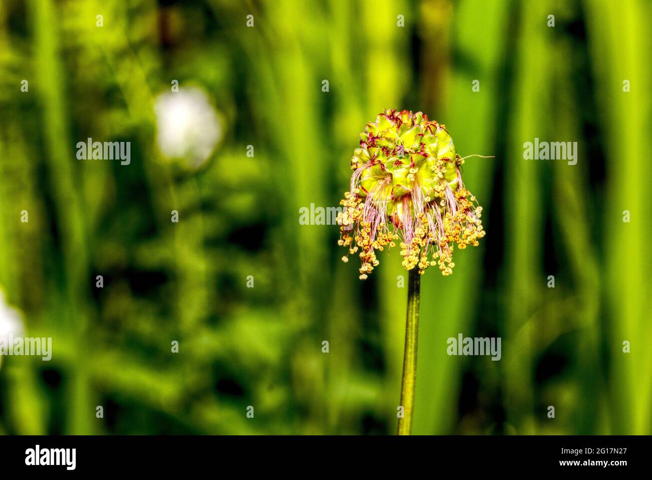 Small burnet hi-res stock photography and images - Alamy