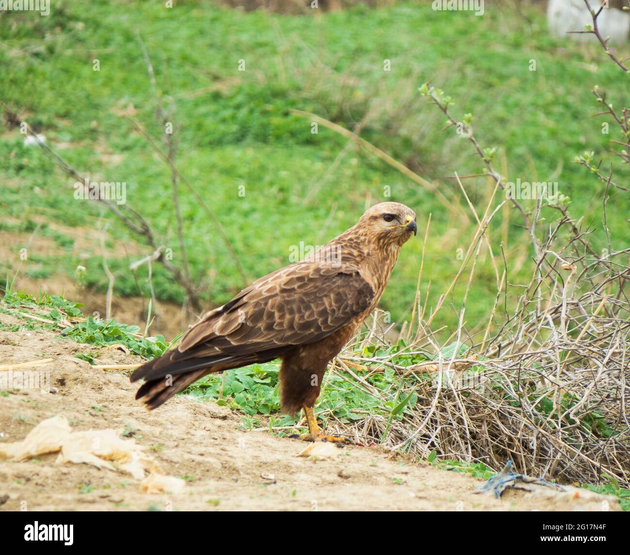 Common buzzard in Georgia, near Kumisi lake Stock Photo - Alamy
