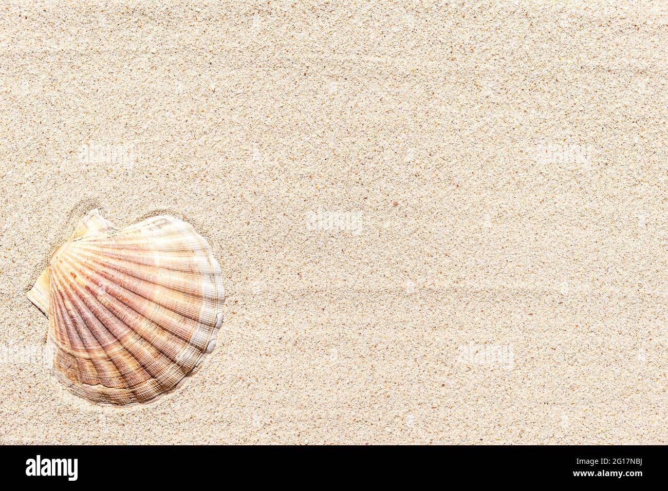 Sea shell on sand background, top view with copy space Stock Photo - Alamy