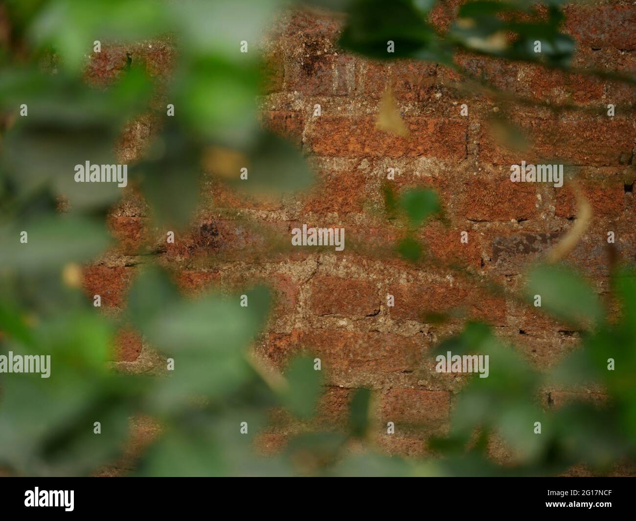 Brick wall behind blur green leaves image Stock Photo - Alamy