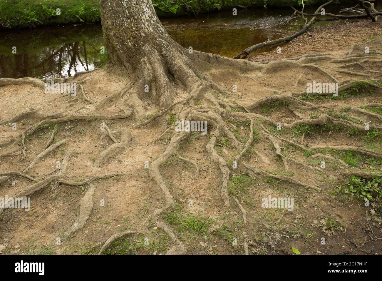 Puttles Bridge New Forest Stock Photo - Alamy