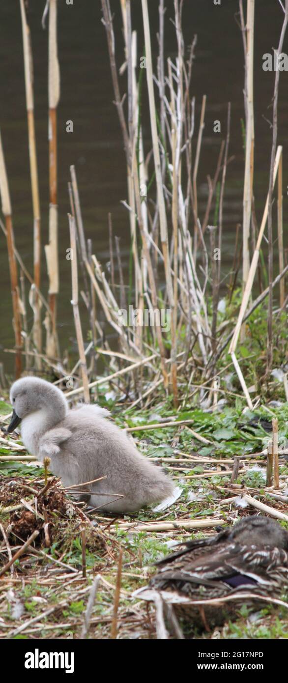 Cute baby birds hi-res stock photography and images - Alamy
