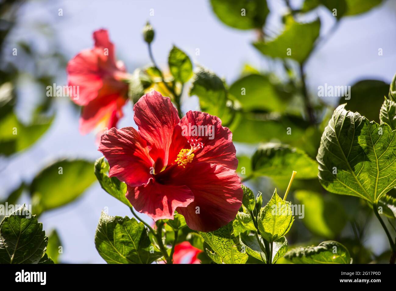 Close up Pollen of red Hibiscus rosa-sinensis or Cooperi with green ...