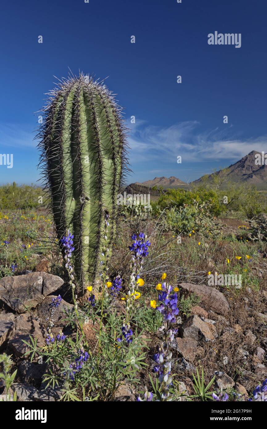 Desert in bloom hi-res stock photography and images - Alamy