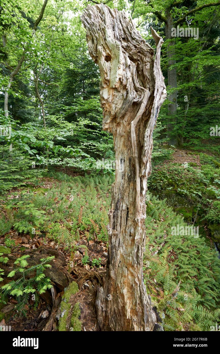 Shot of a dead dry tree trunk in a green forest Stock Photo - Alamy