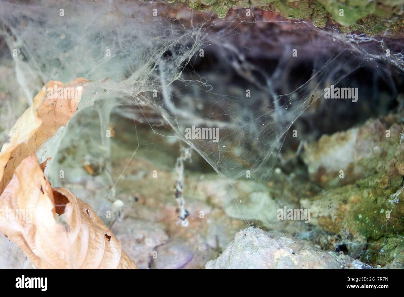 Shot of a spider web in nature Stock Photo - Alamy