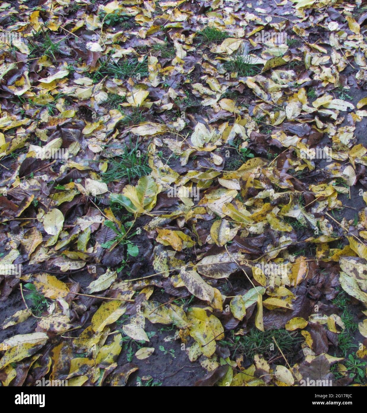 wet fallen leaves lie on the ground - autumn background Stock Photo - Alamy