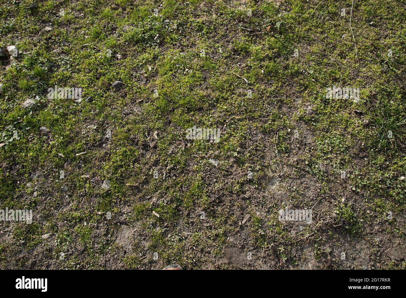 The first spring grass is breaking through Stock Photo - Alamy