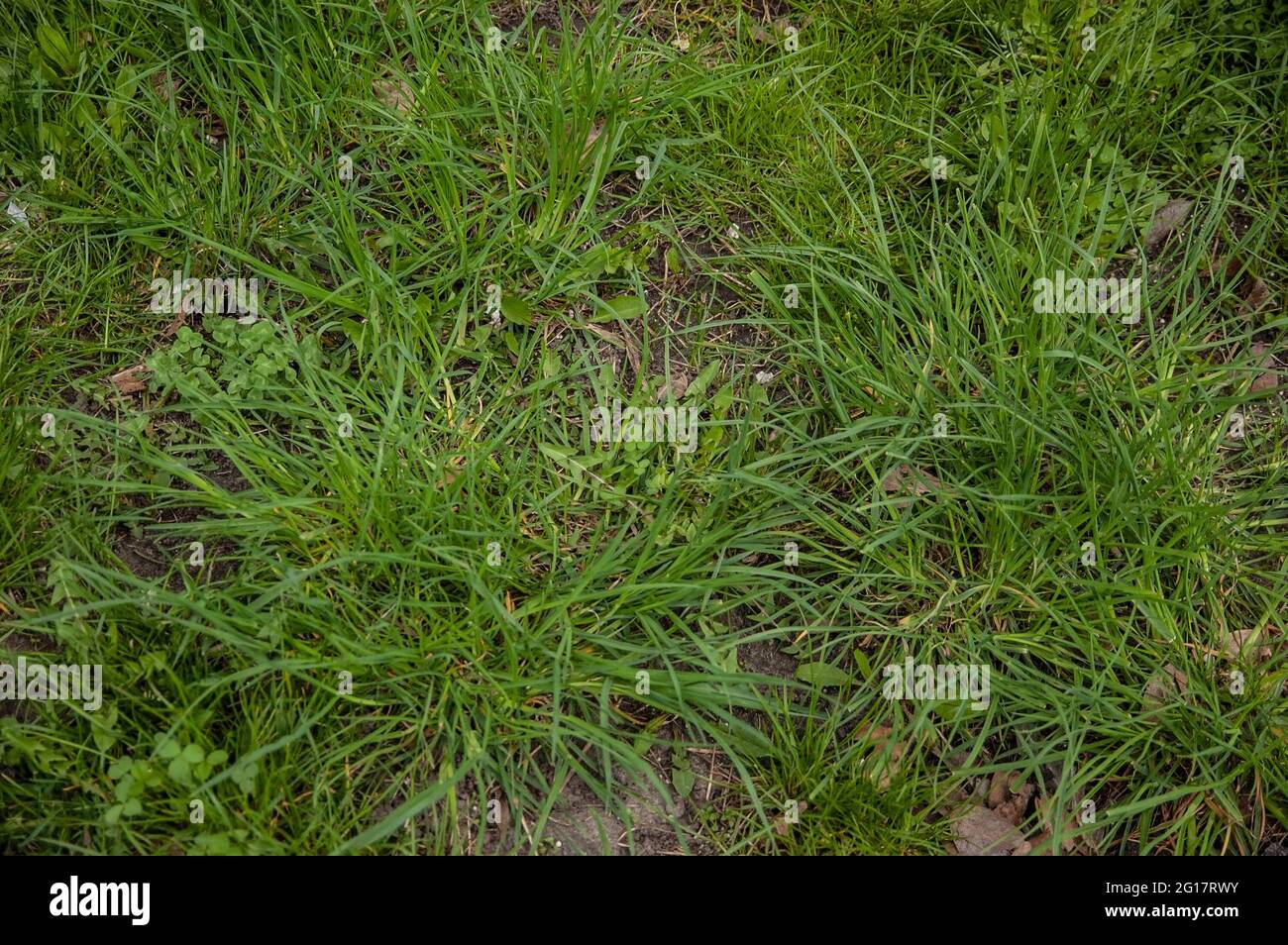 Spring green grass on the lawn Stock Photo - Alamy