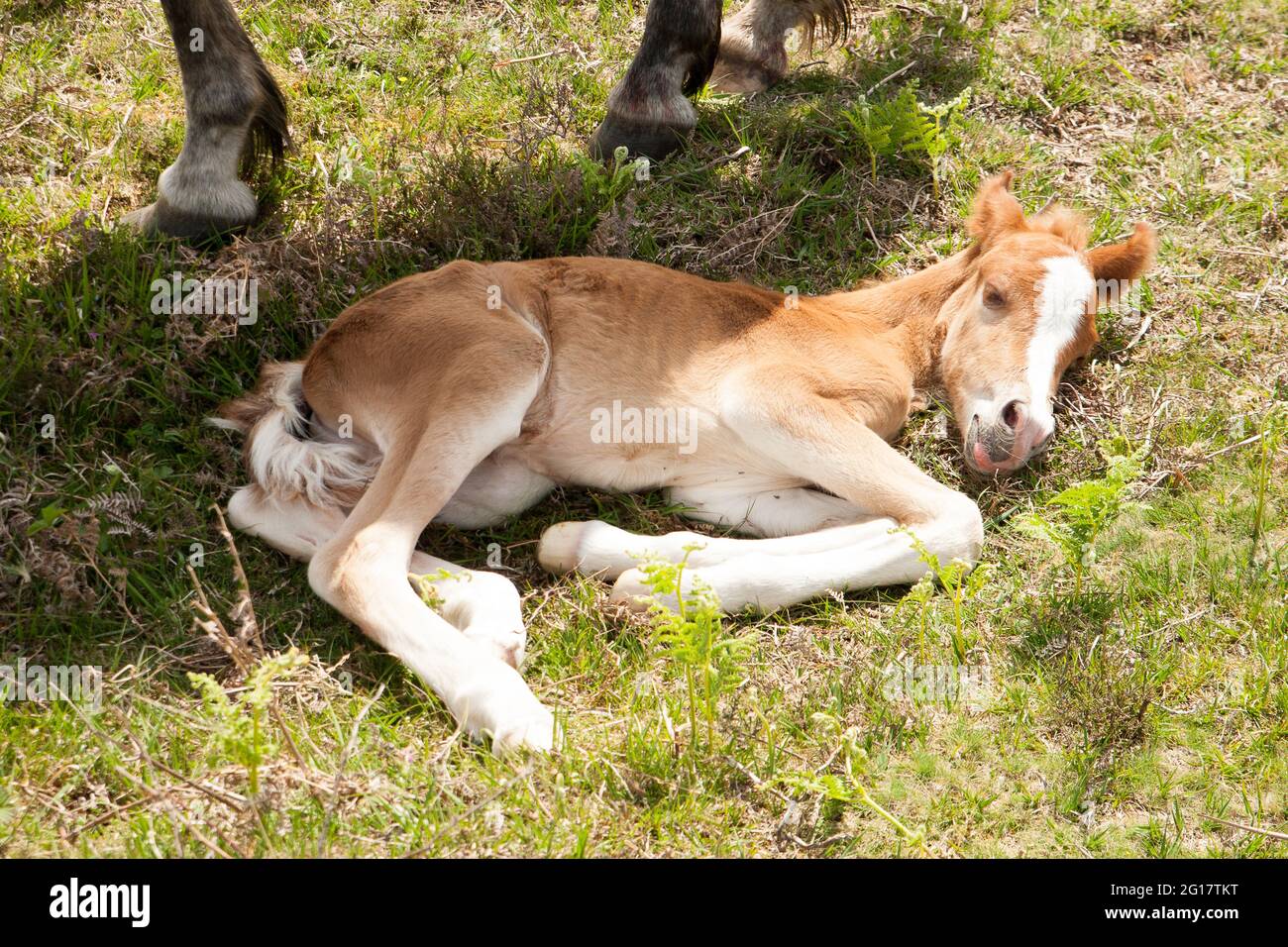 New Forest National Park Pony Stock Photo - Alamy
