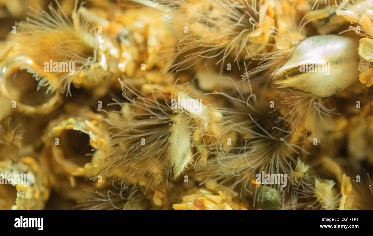 Honeycomb worm, Sabellaria alveolata,, Wales, UK Stock Photo - Alamy
