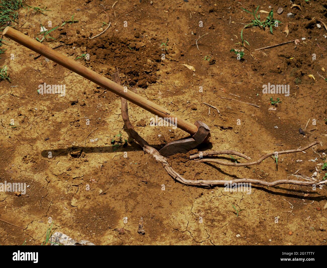 Farming axe cutting plant roots in soil field Stock Photo - Alamy
