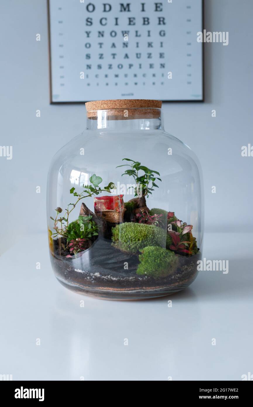 Decoration plants in a glass bottle; self sustaining ecosystem terrarium; garden terrarium ...