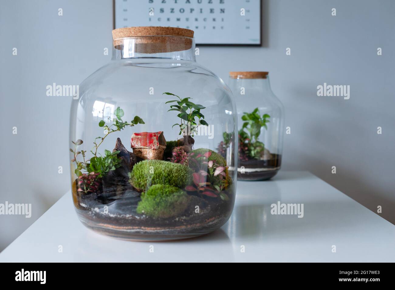 Decoration plants in a glass bottle; self sustaining ecosystem terrarium; garden terrarium ...