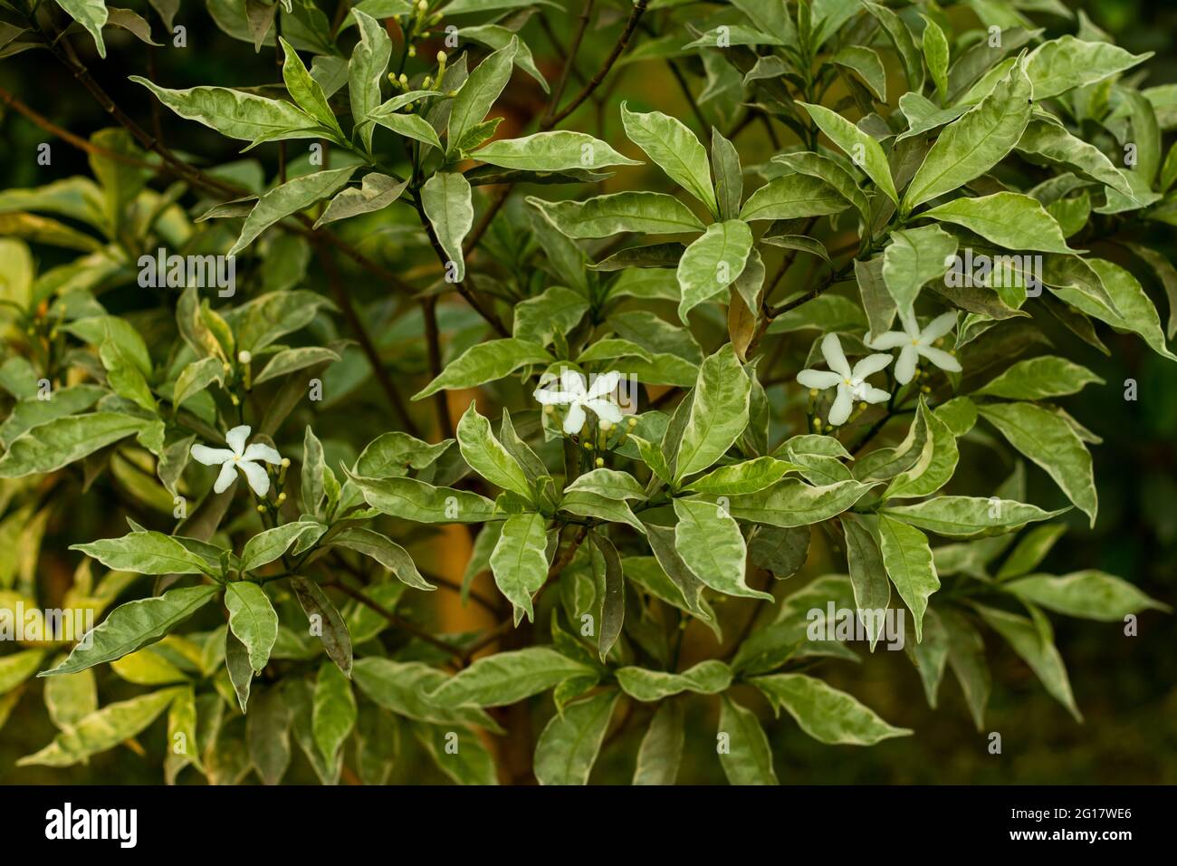 Adams apple hi-res stock photography and images - Alamy