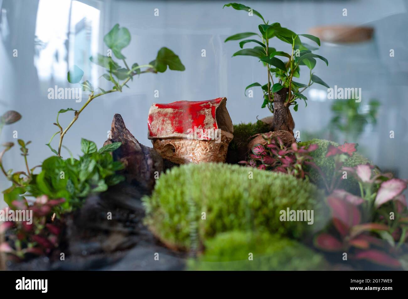 Decoration plants in a glass bottle; self sustaining ecosystem ...