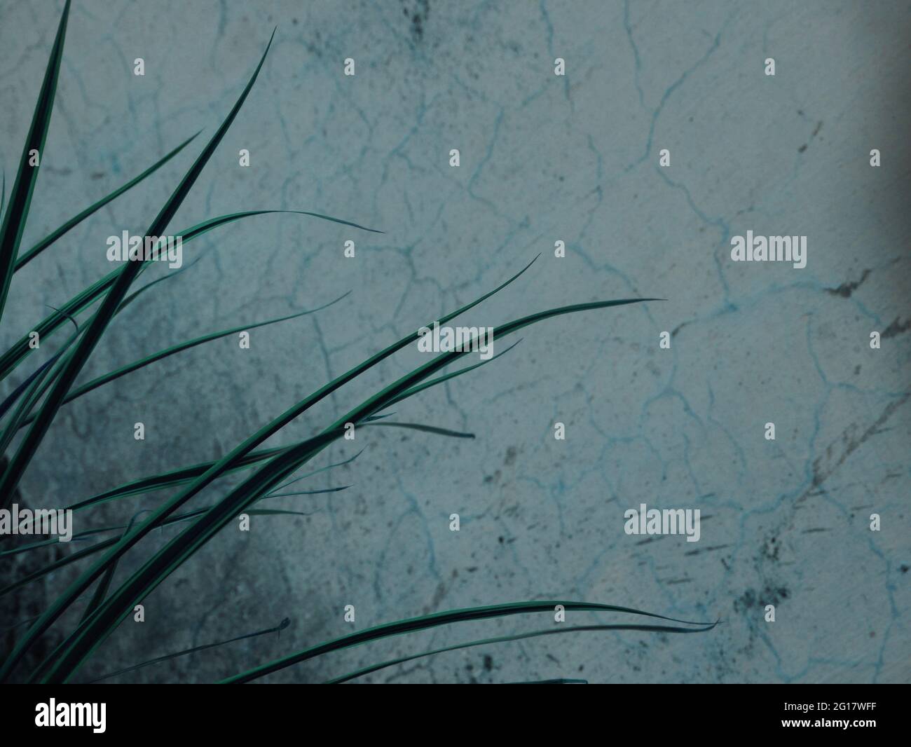 Side long leaves wallpaper presentation on nature shot Stock Photo - Alamy