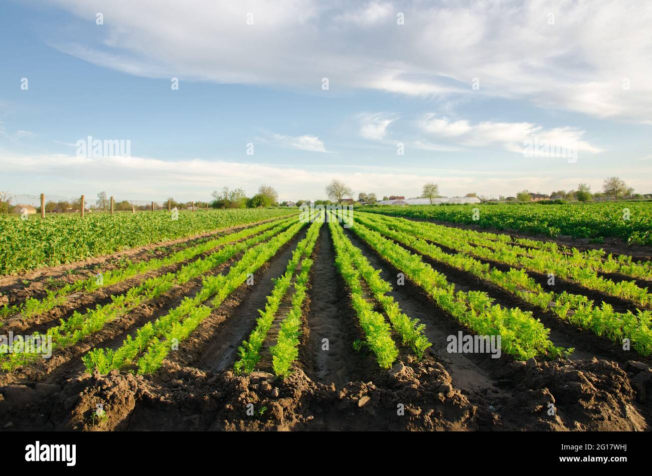 Carrot plantations grow in the field. Vegetable rows. Growing ...