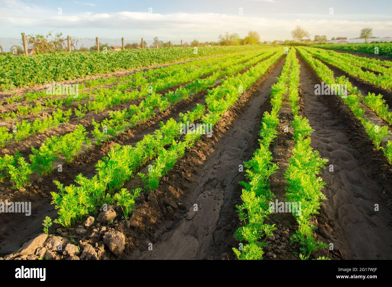 Carrot plantations grow in the field. Vegetable rows. Growing ...