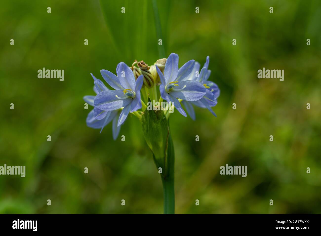 The bunch of Lily of the Nile flowers (Agapanthus) attracts all the ...