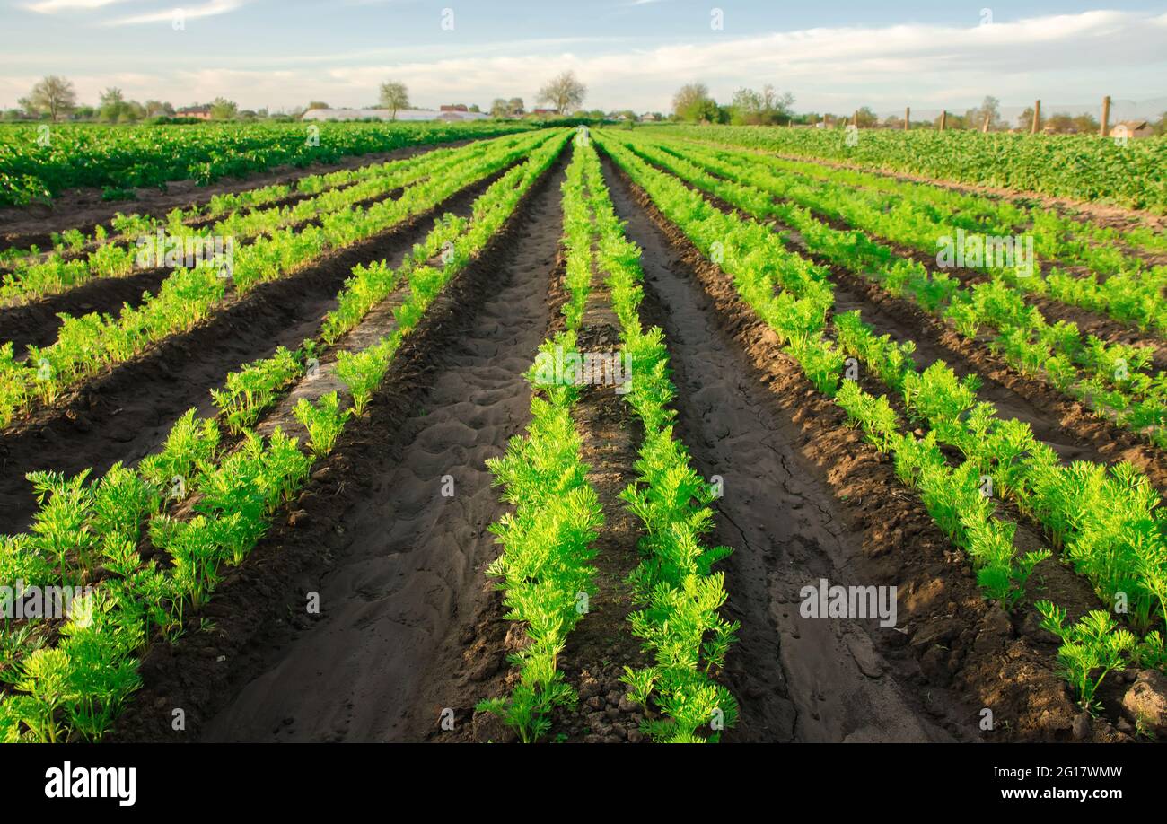 Carrot plantations grow in the field. Vegetable rows. Growing ...