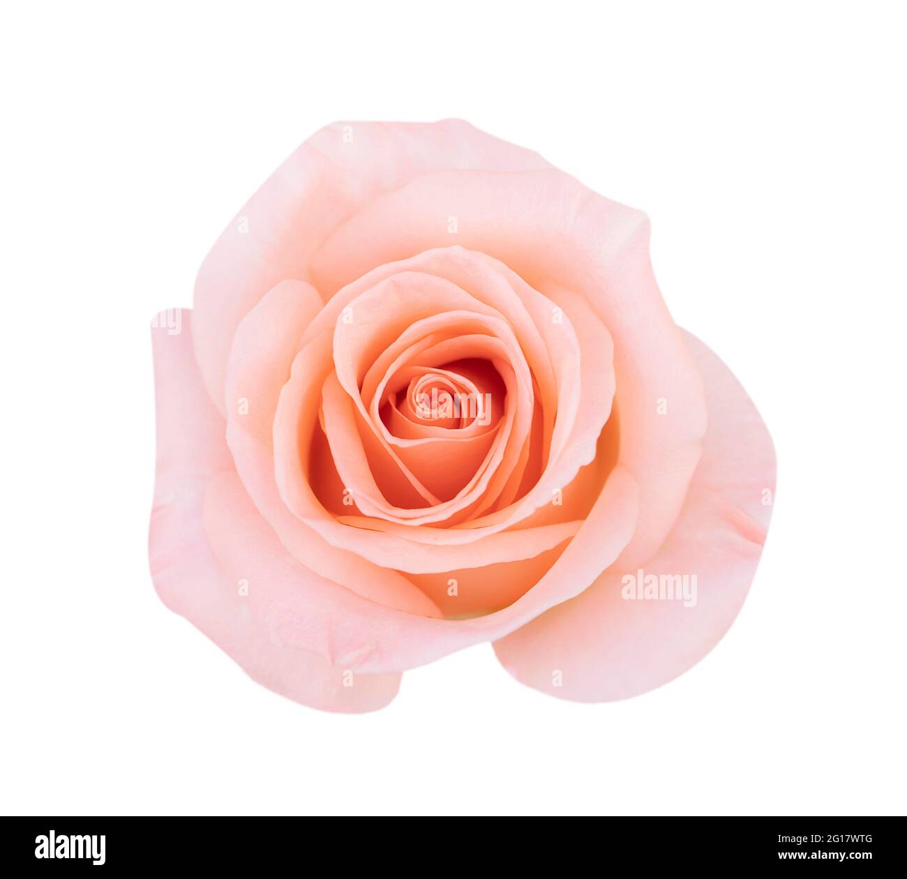 Red rose isolated on white background, clipping path and - soft focus ...