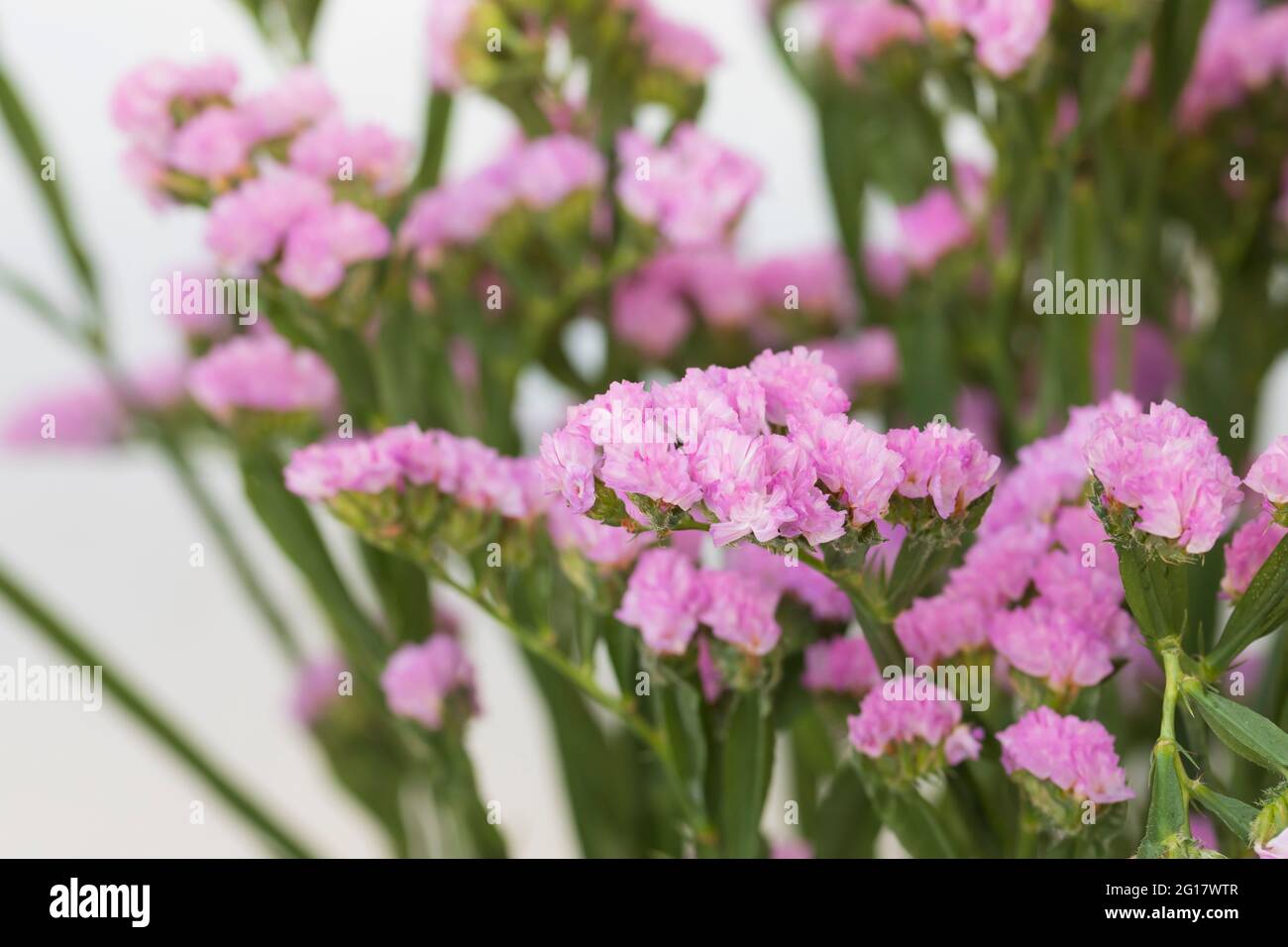 Pink statice(Sea Lavender) flower on white background Stock Photo - Alamy