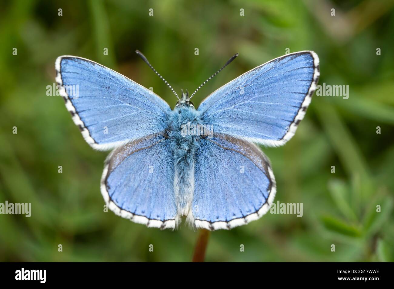 Butterfly bush ‘adonis blue’ hi-res stock photography and images - Alamy
